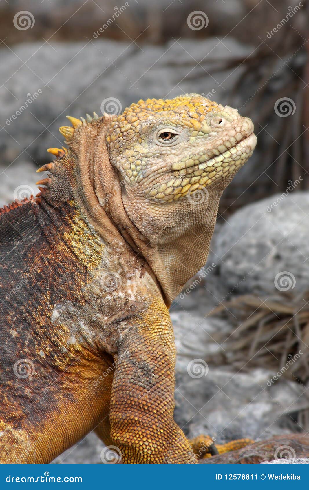 Smiling Iguana stock image. Image of tounge, claws, rock - 12578811