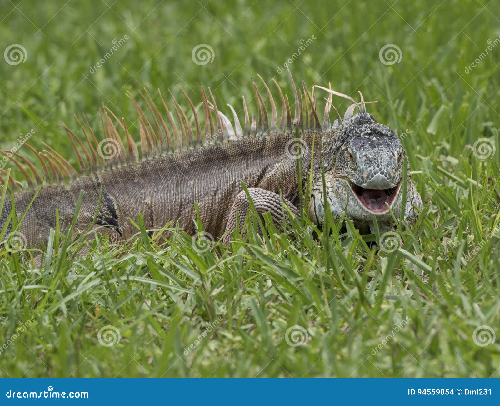 Smiling Iguana stock photo. Image of grass, animal, brown - 94559054