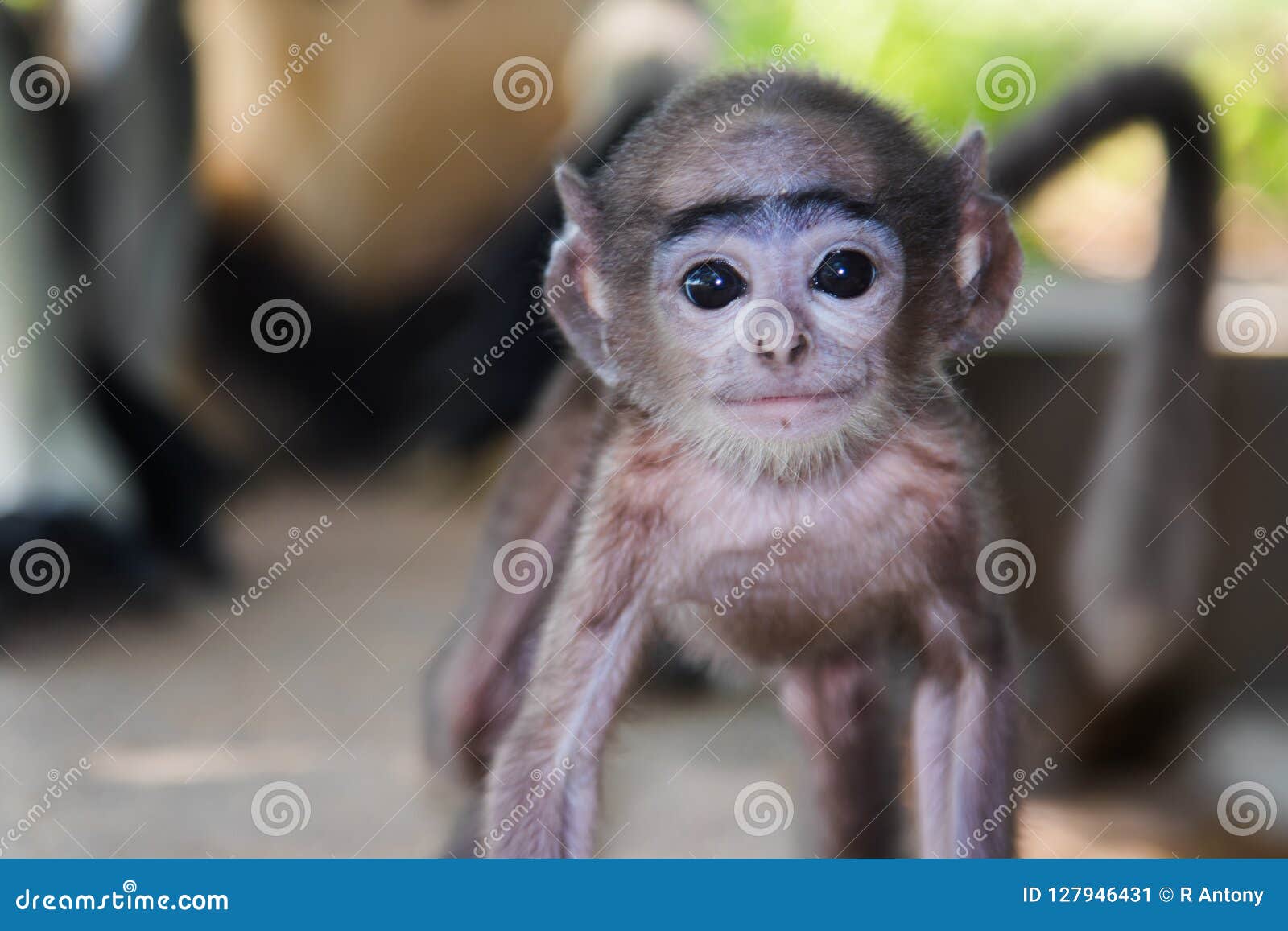 A smiling infant monkey stock image. Image of monkey - 127946431