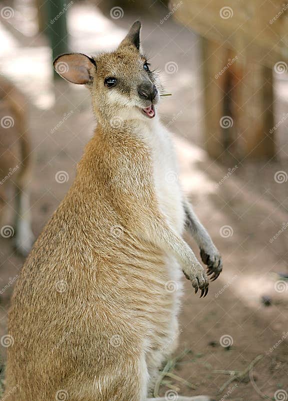 Smiling Kangaroo stock image. Image of kangaroo, beige - 9147575