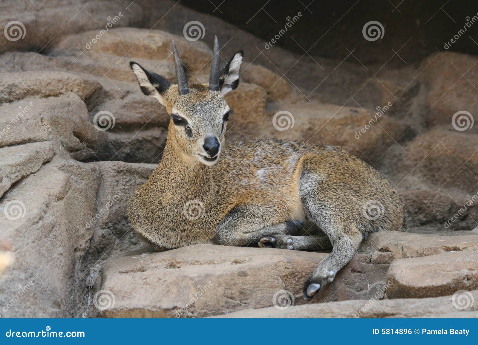 Klipspringer Male On A Rock Royalty-Free Stock Photography ...