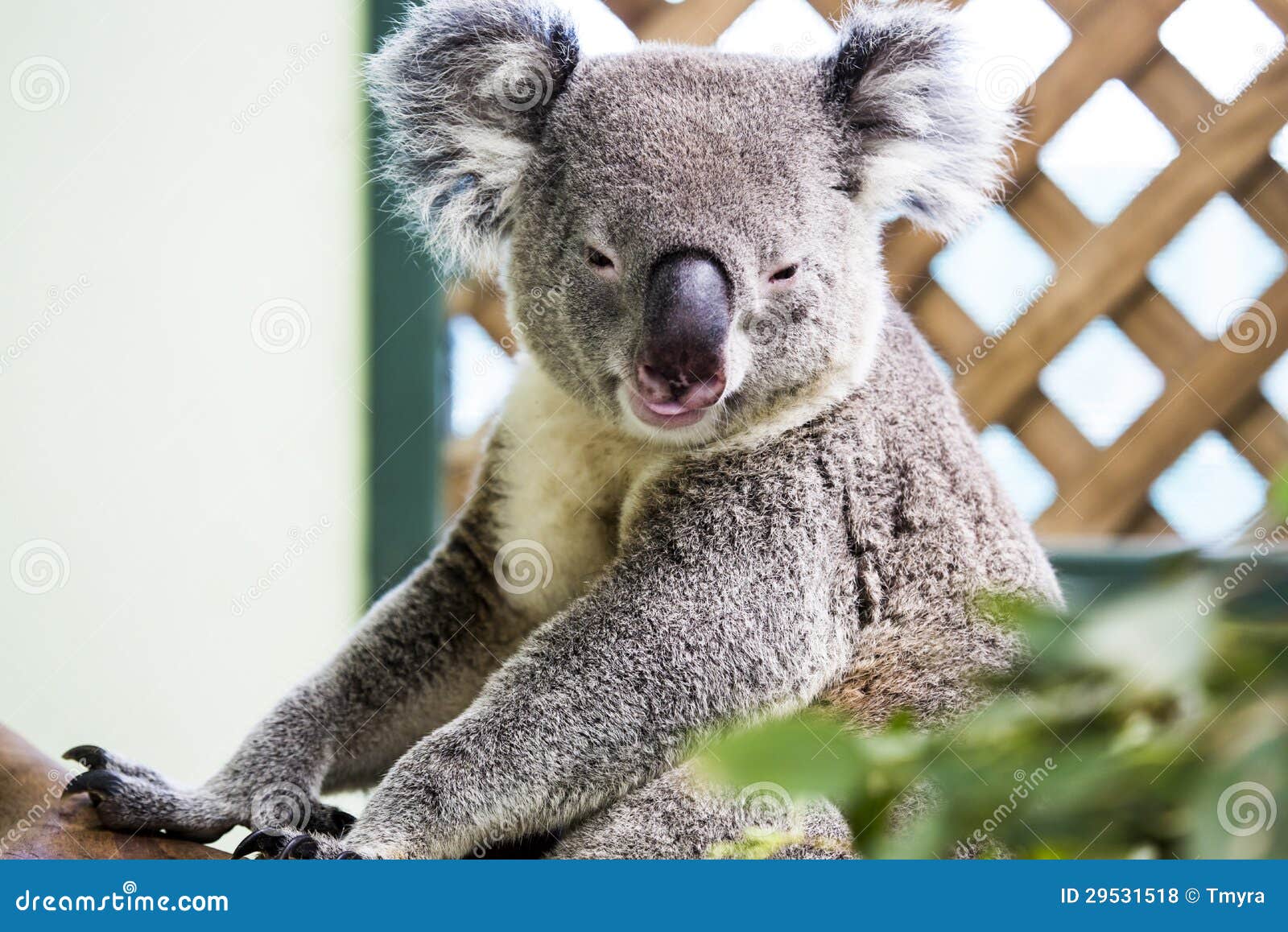 Smiling koala stock photo. Image of mamals, wild, bear - 29531518