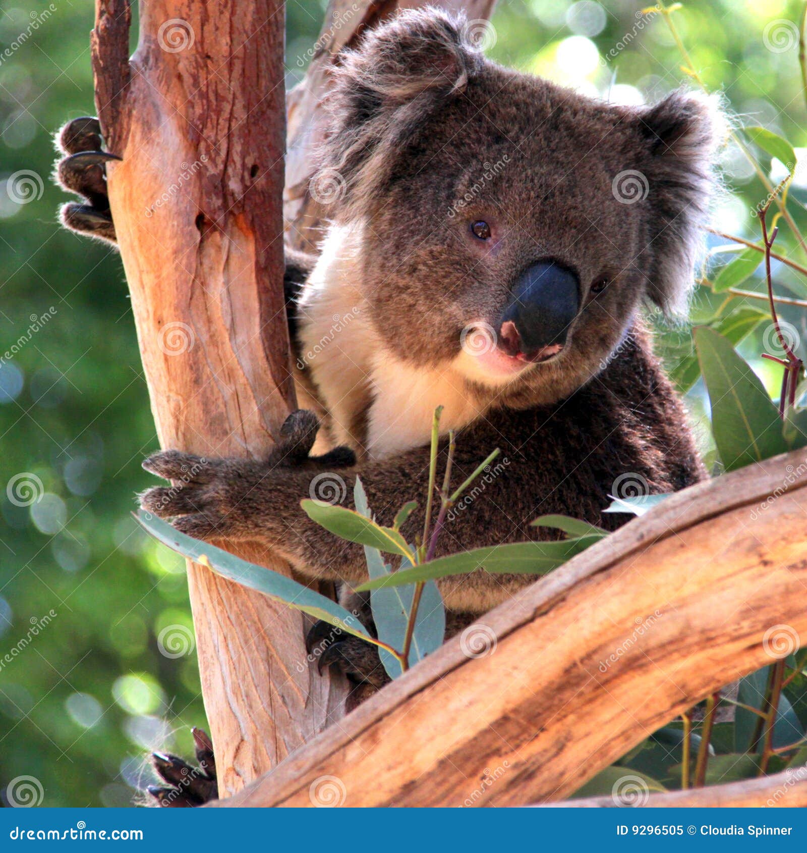 Smiling Koala in a Eucalyptus Tree Stock Image - Image of adelaide ...
