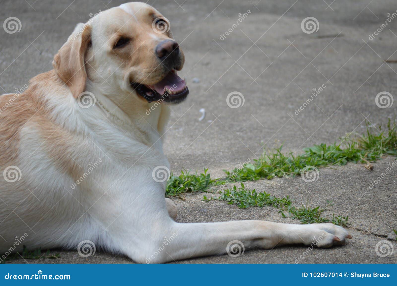 Smiling Lab stock photo. Image of happy, laying, flower - 102607014