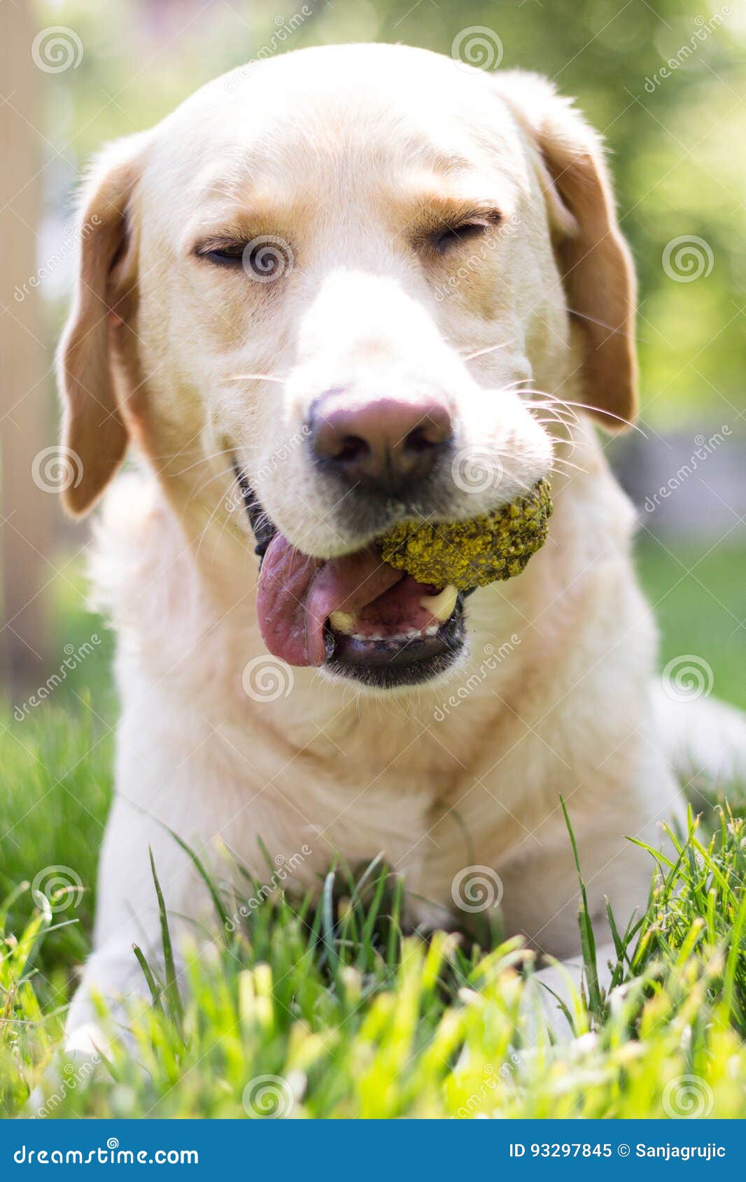 Smiling labrador dog stock image. Image of animals, closed - 93297845