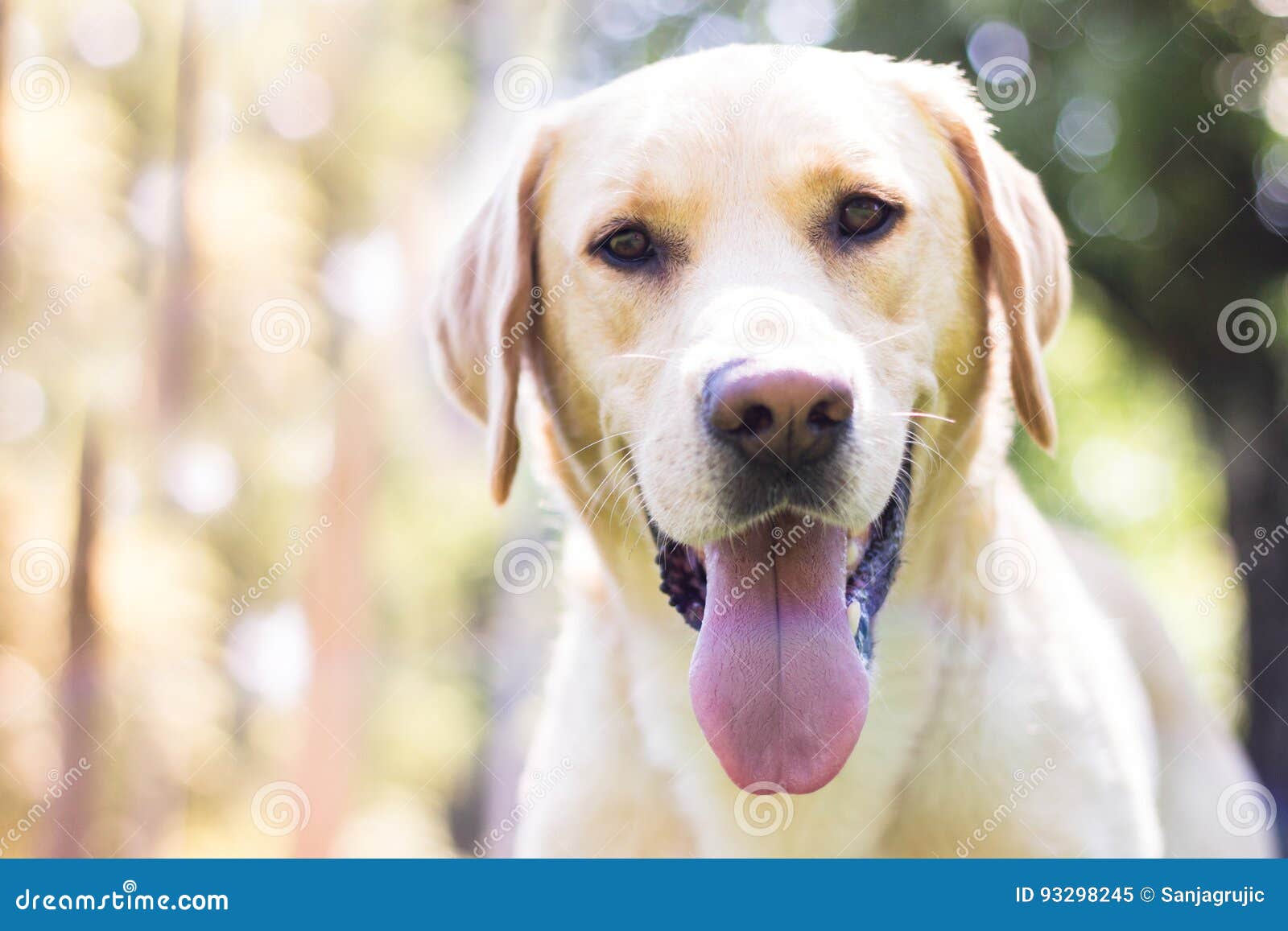 Smiling labrador dog stock image. Image of domestic, lifestyles - 93298245