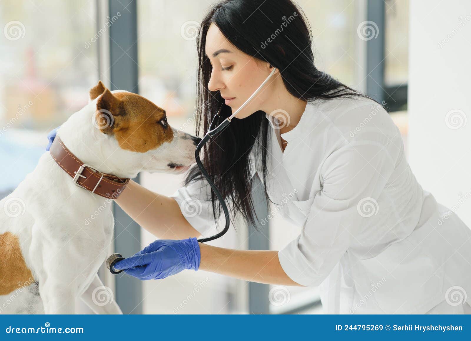 Smiling Lady Veterinary Examining the Dog. Stock Image - Image of ...