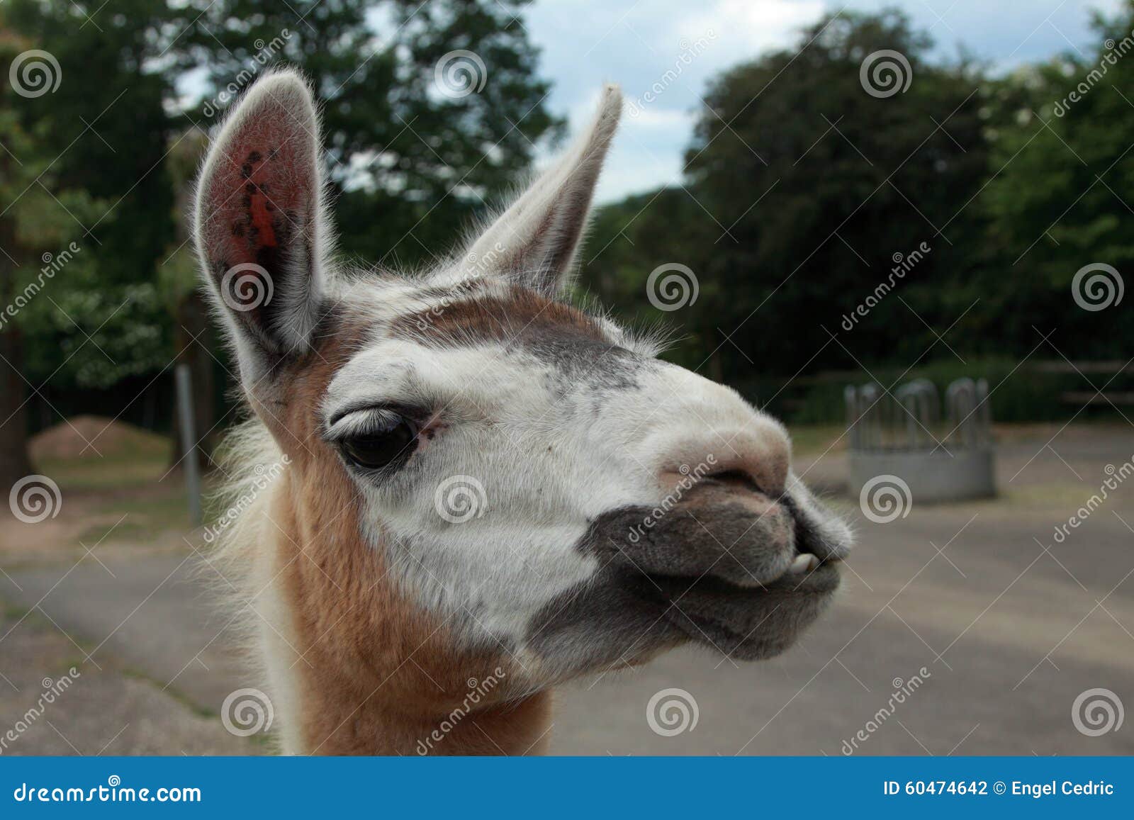 Smiling lama stock photo. Image of lama, tooth, trees - 60474642