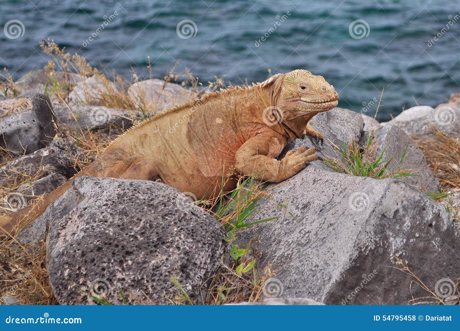 Smiling land iguana stock photo. Image of rest, yellow - 54795458