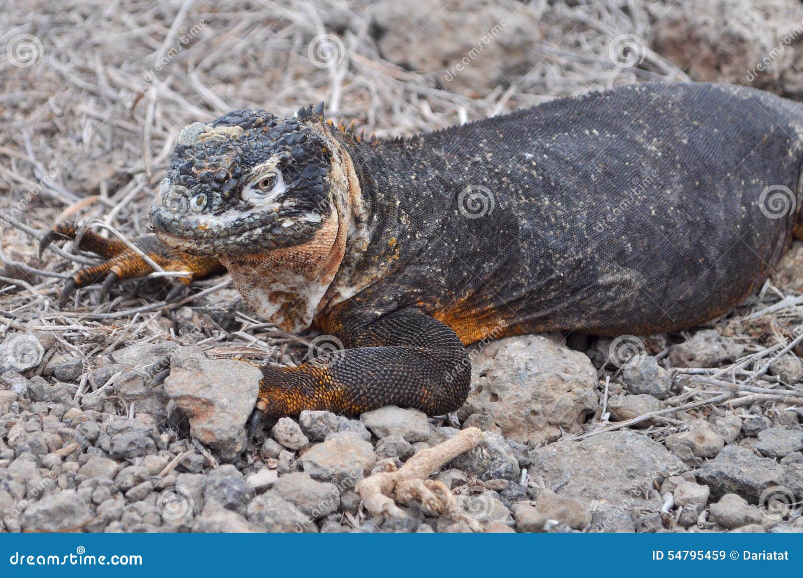Smiling land iguana stock image. Image of wildlife, land - 54795459