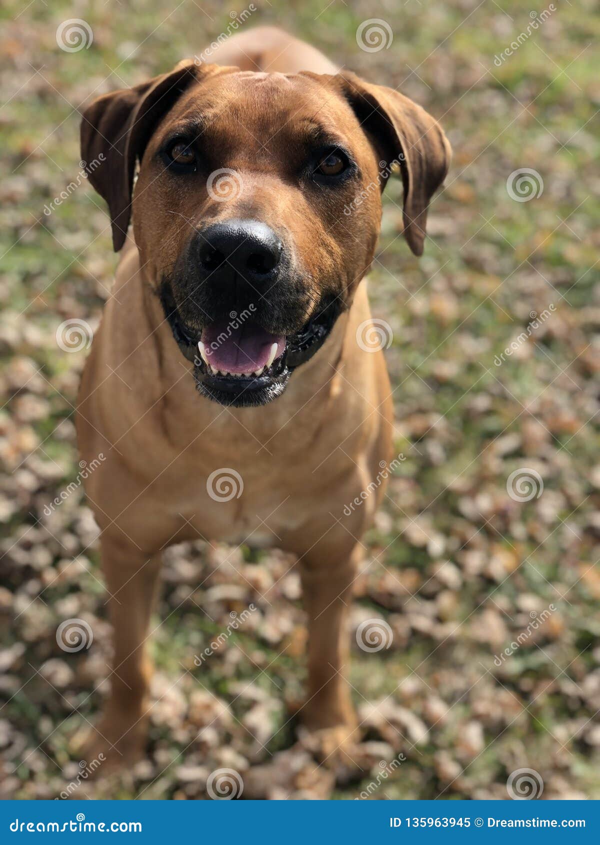 Smiling Liko Stock Photos - Free & Royalty-Free Stock Photos from ...