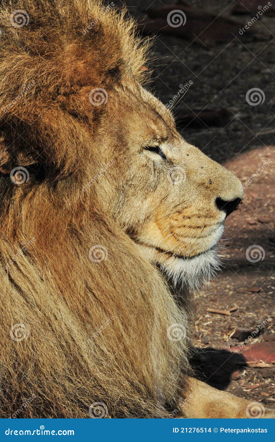 Smiling Lion stock photo. Image of lion, wildlife, smile - 21276514