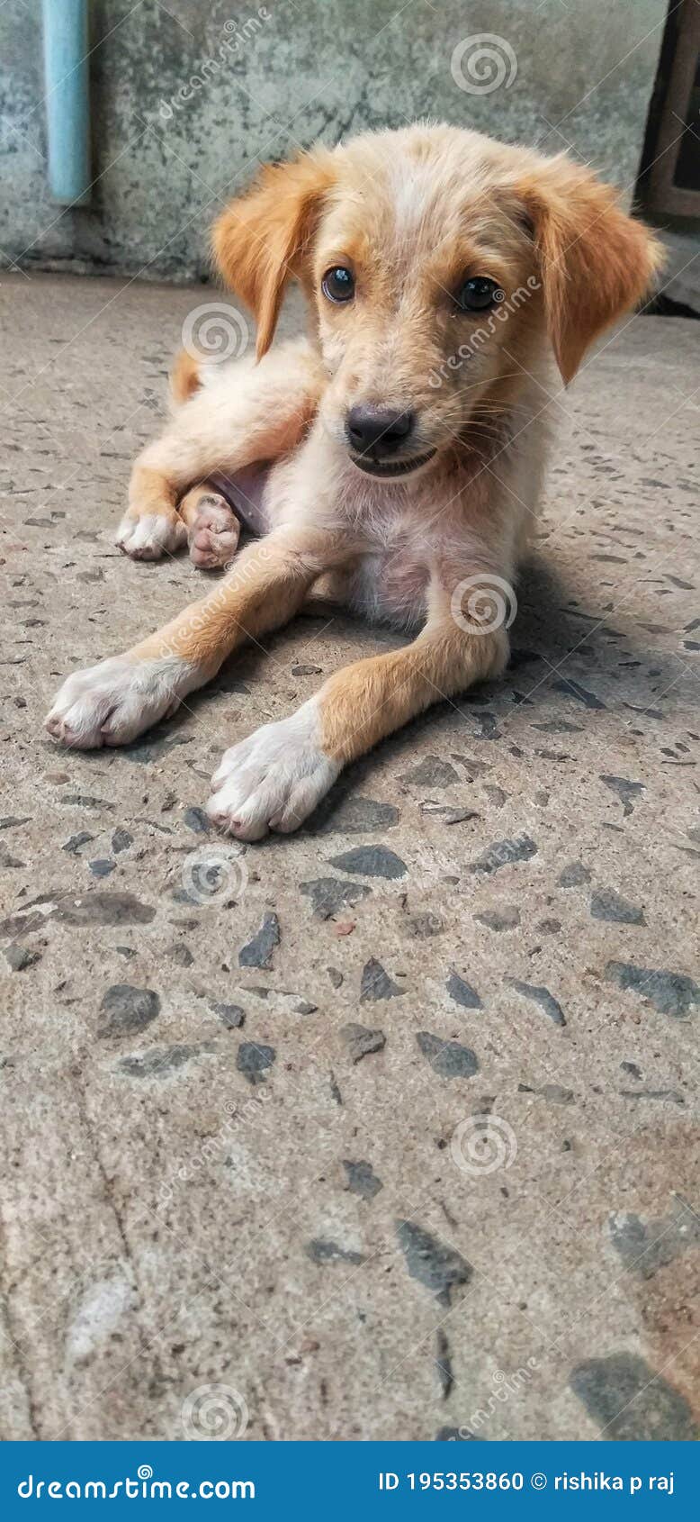 Smiling Little Innocent Puppy Stock Photo - Image of snout, wildlife ...