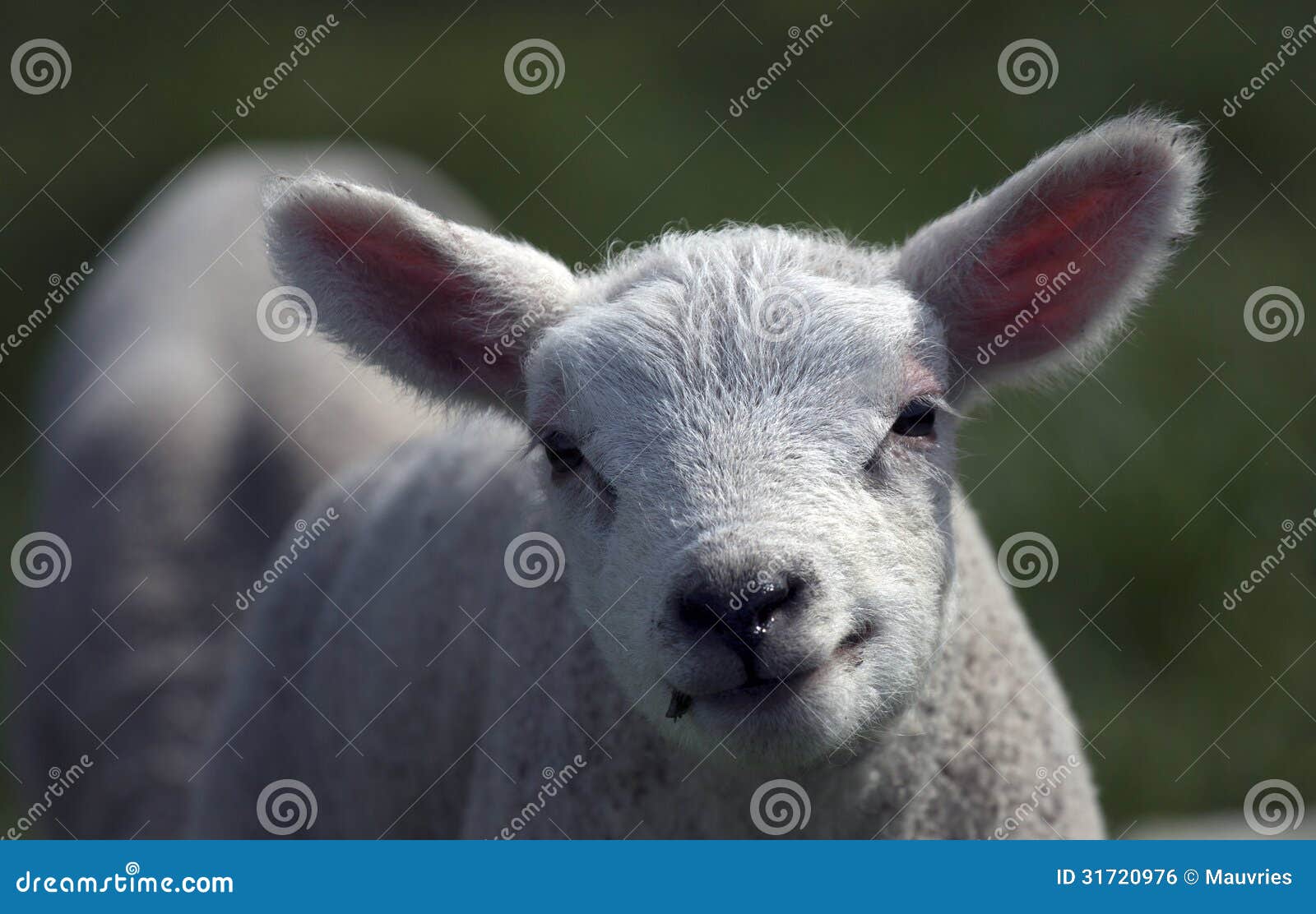 Smiling Lamb