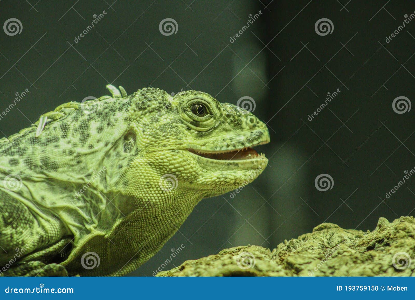 Smiling Lizard Closeup - London Zoo Stock Photo - Image of turtle ...