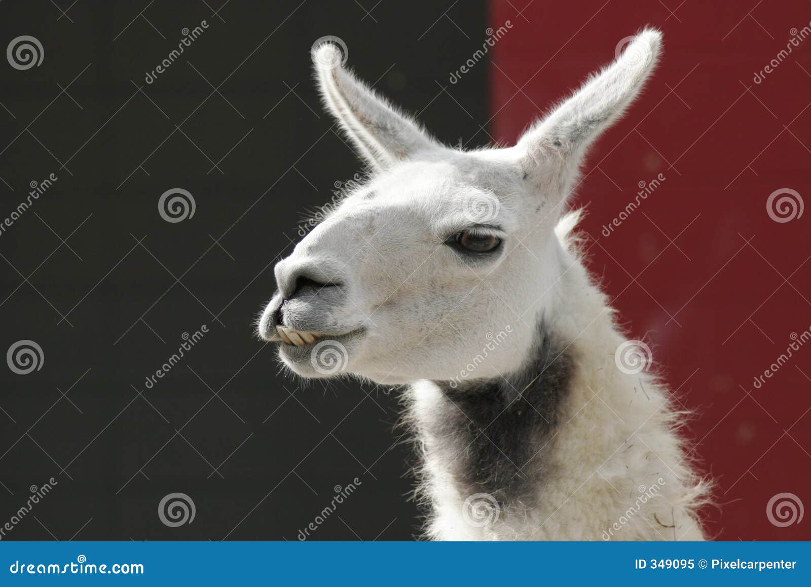 Smiling Llama stock image. Image of friendly, smiling, farm - 349095