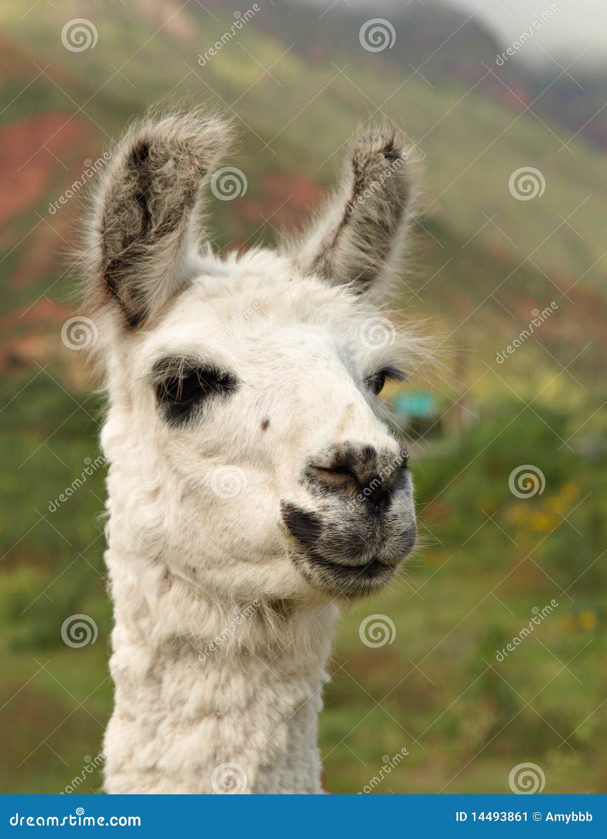 Smiling Llama from Argentina Stock Image - Image of america, hair: 14493861