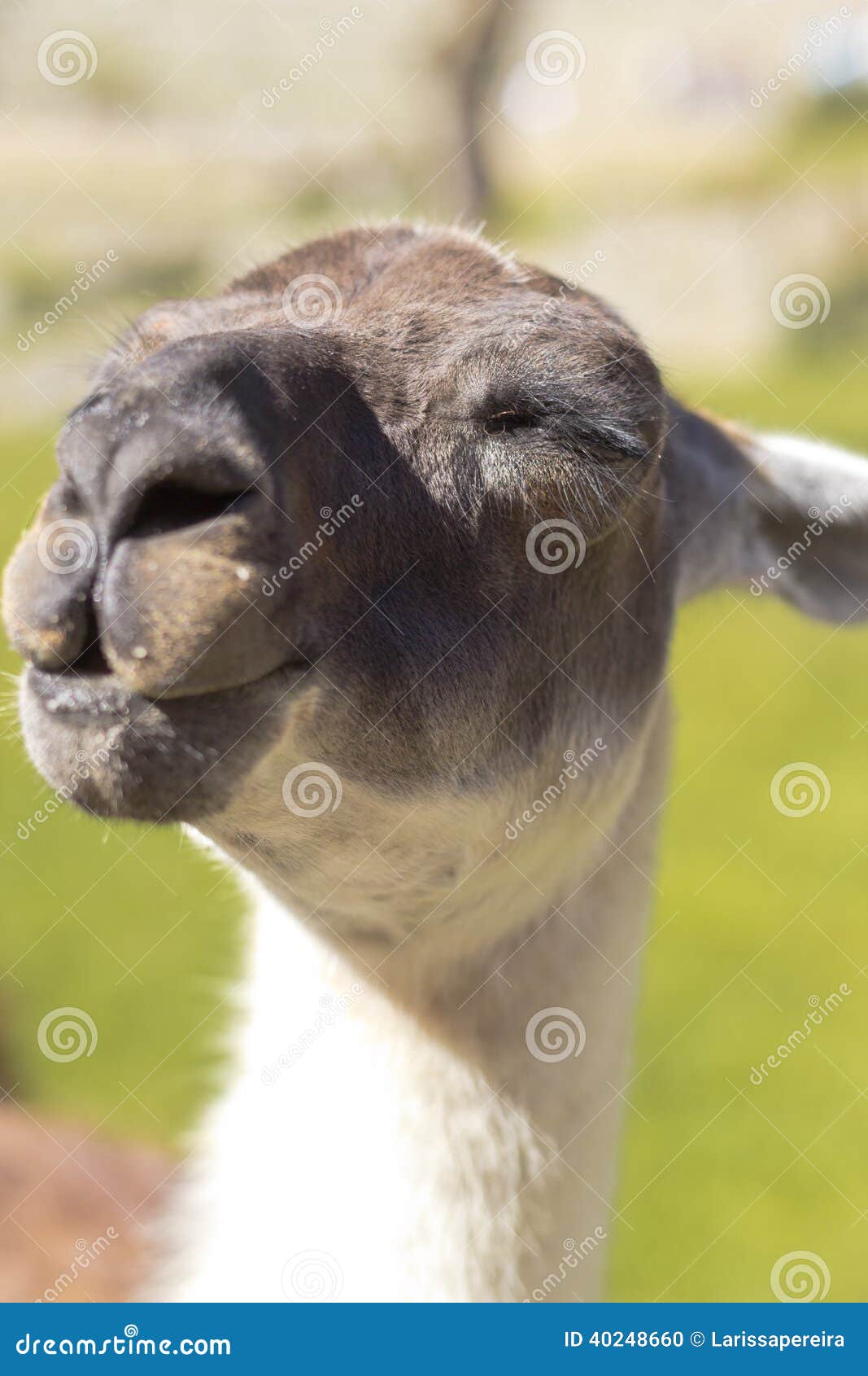 Smiling llama stock photo. Image of kiss, llamas, portrait - 40248660