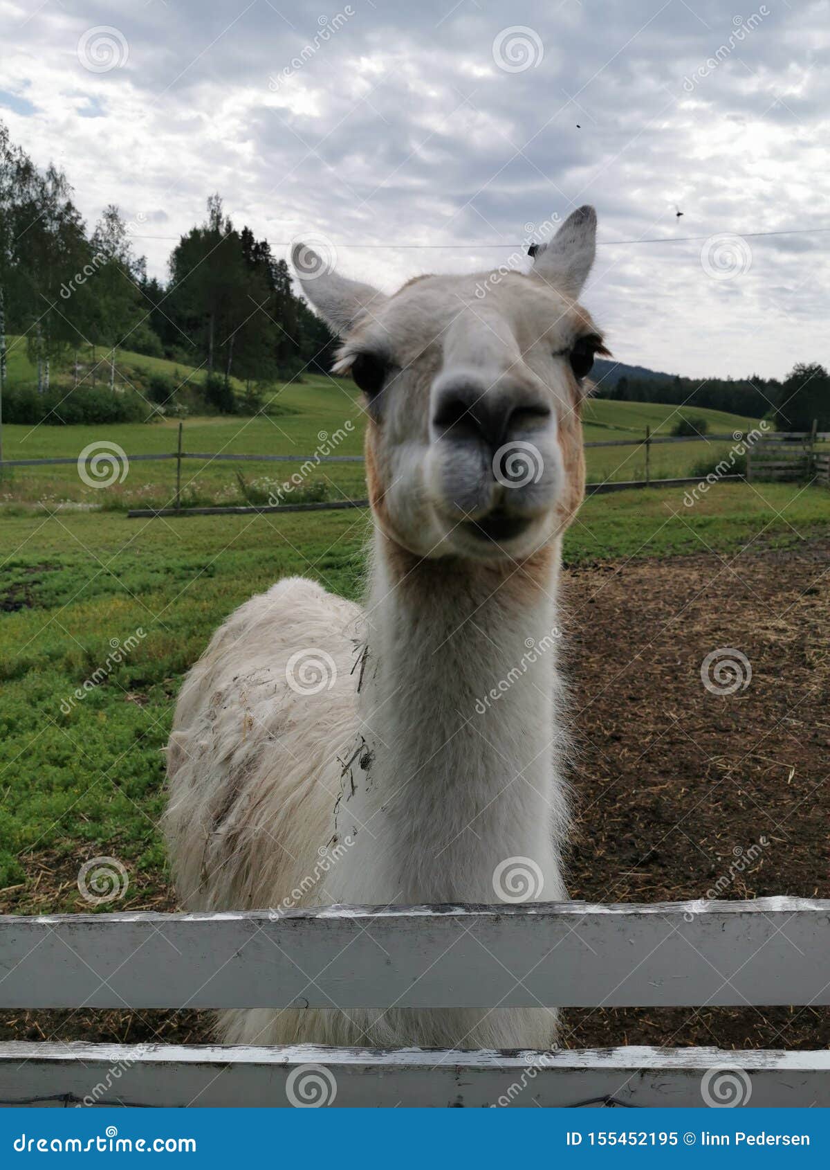486 Smiling Llama Photos - Free & Royalty-Free Stock Photos from Dreamstime