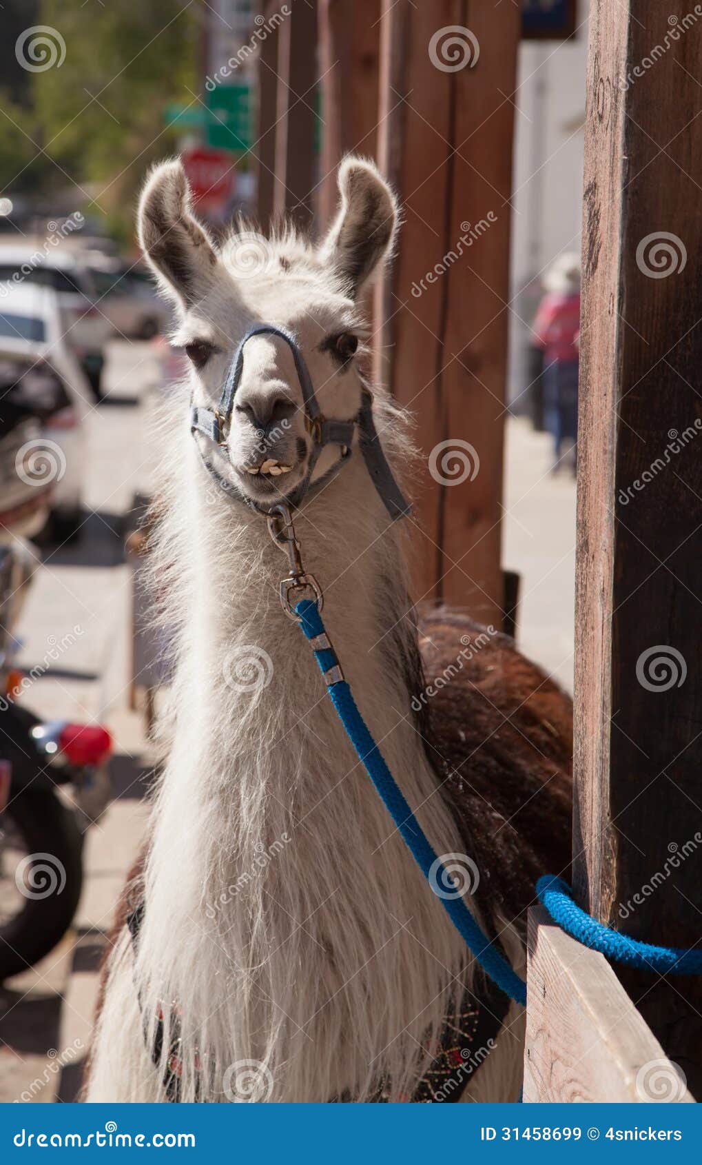 The smiling llama stock image. Image of andean, tourism - 31458699