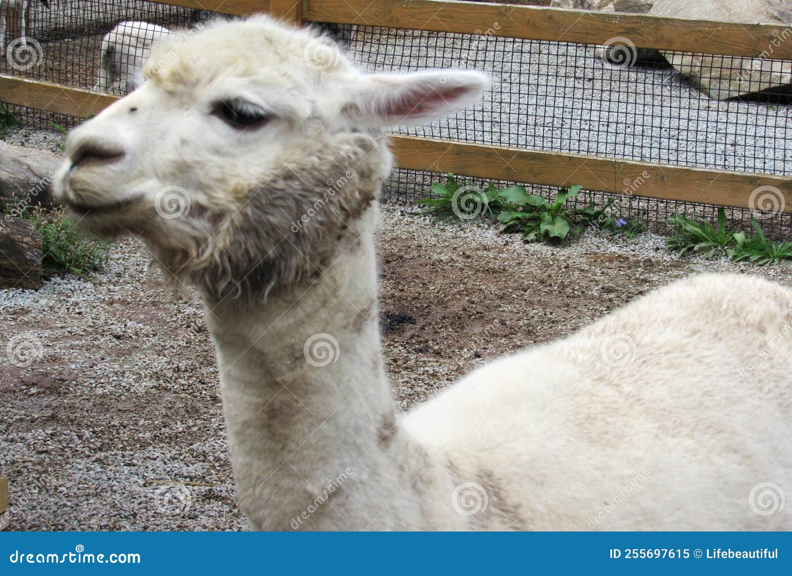 Smiling Llama Royalty-Free Stock Photo | CartoonDealer.com #349095