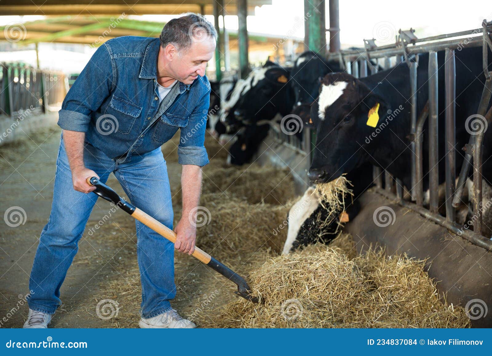 Male Farm Worker Feeding Cows Stock Photo - Image of worker, french ...
