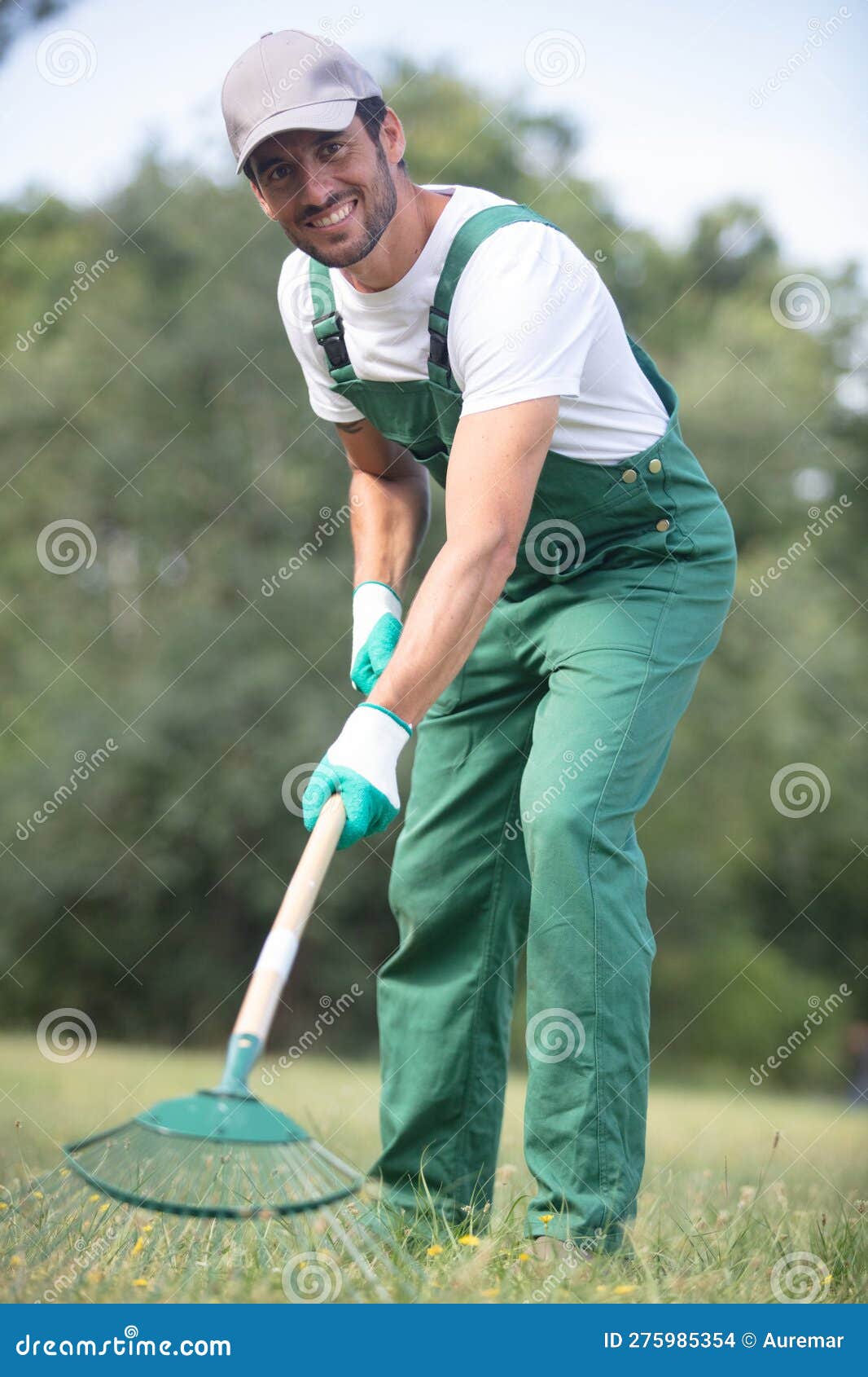 Smiling Male Gardener Raking Grass Stock Photo - Image of gardening ...