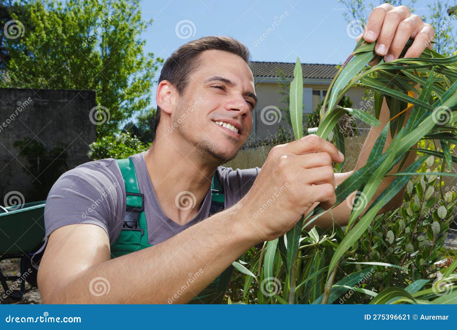 Smiling Male Gardener at Work Stock Image - Image of season, springtime ...