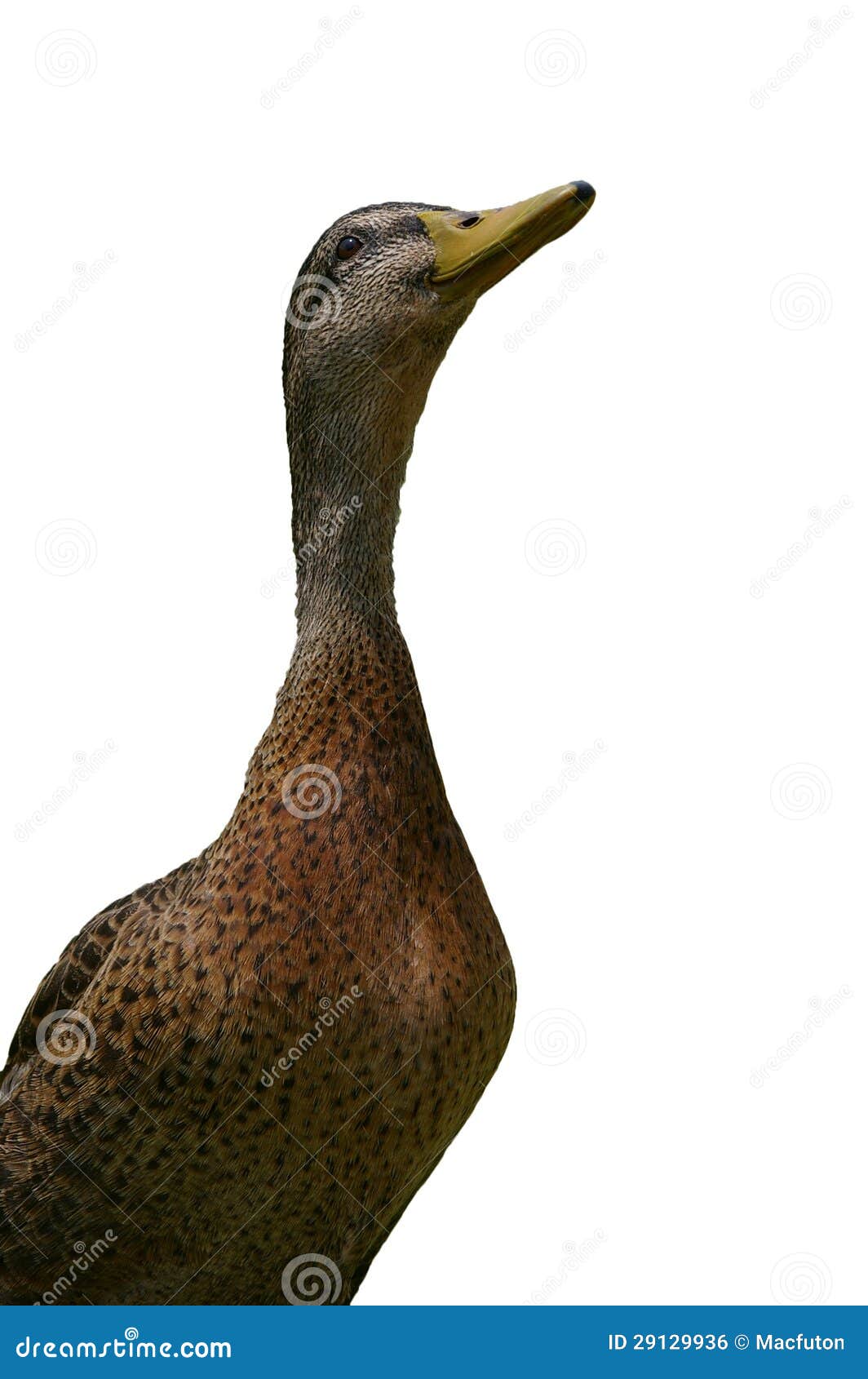 Smiling Mallard Looking To the Skys Stock Photo - Image of white, anas ...