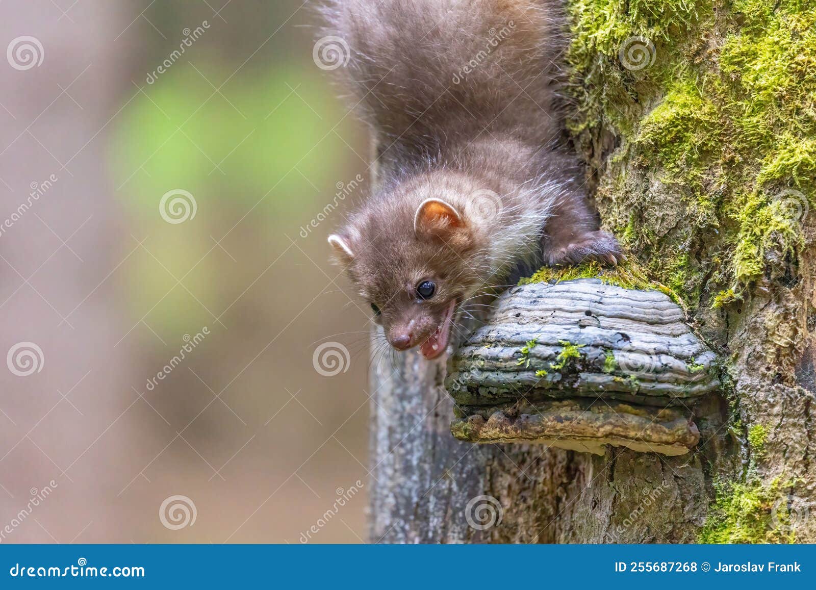 Smiling Marten on a Tree Trunk Stock Photo - Image of adorable ...