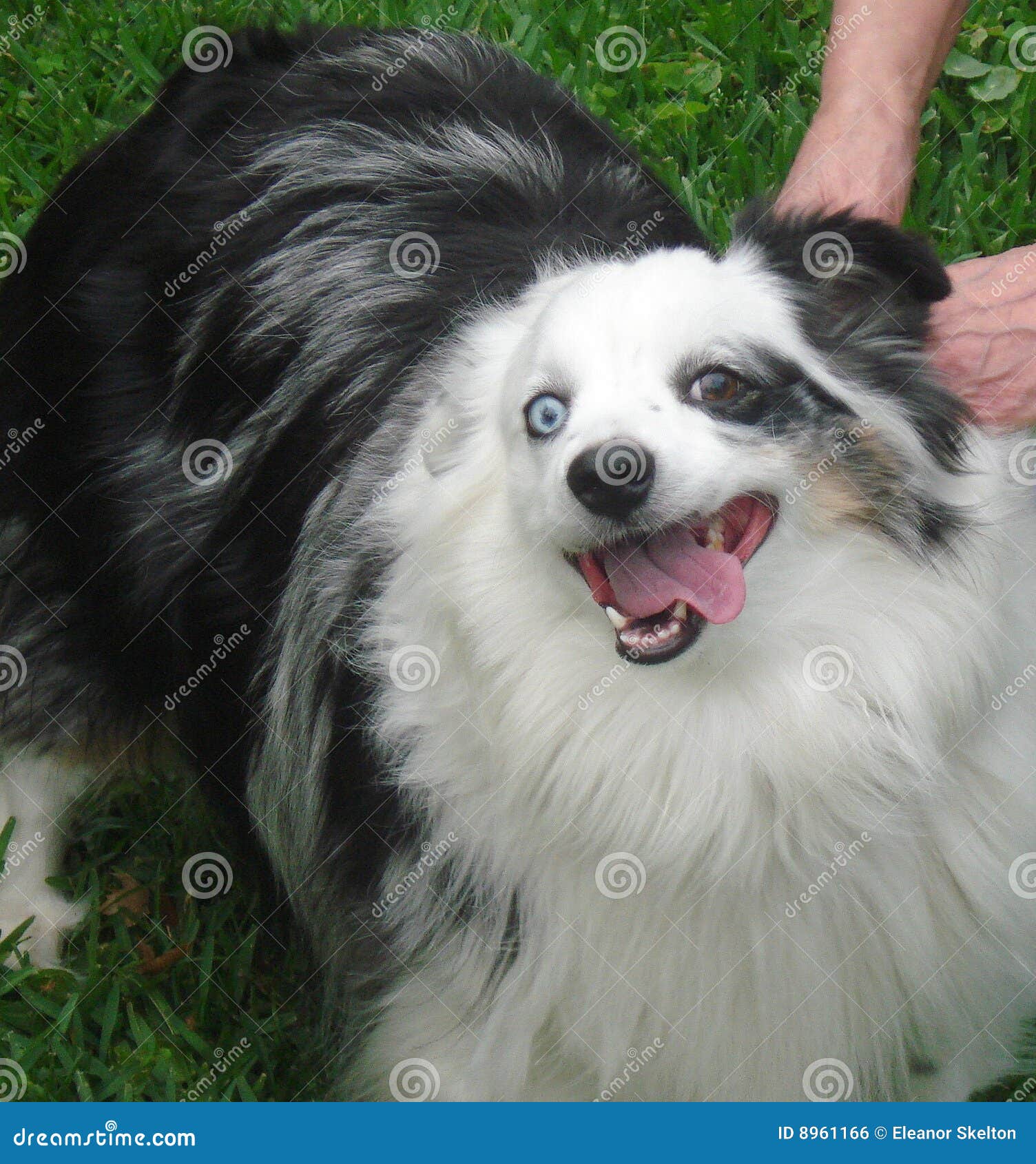 Black And White Mini Australian Shepherd