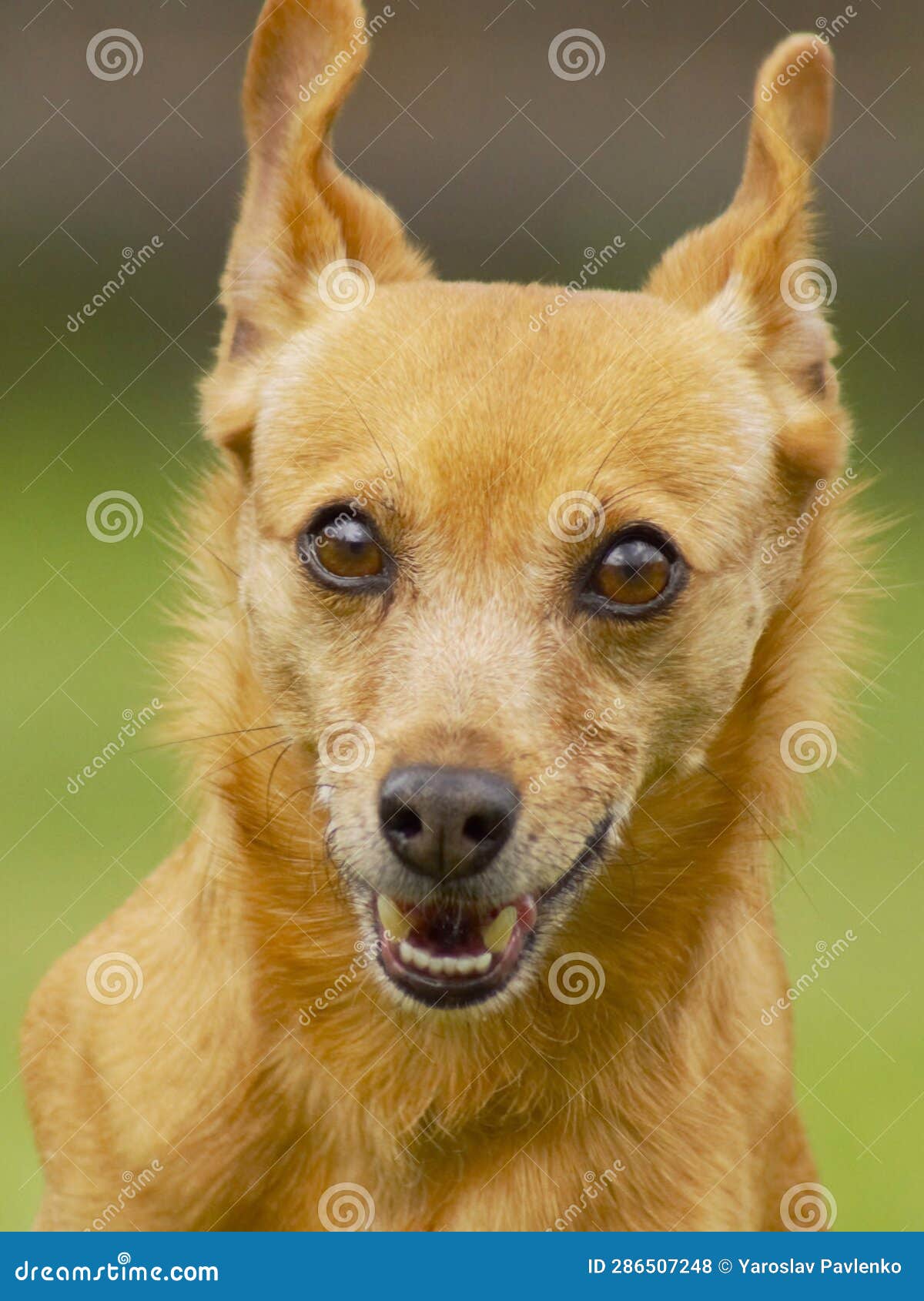 Smiling Miniature Pinscher Dog Stock Photo - Image of smiling ...