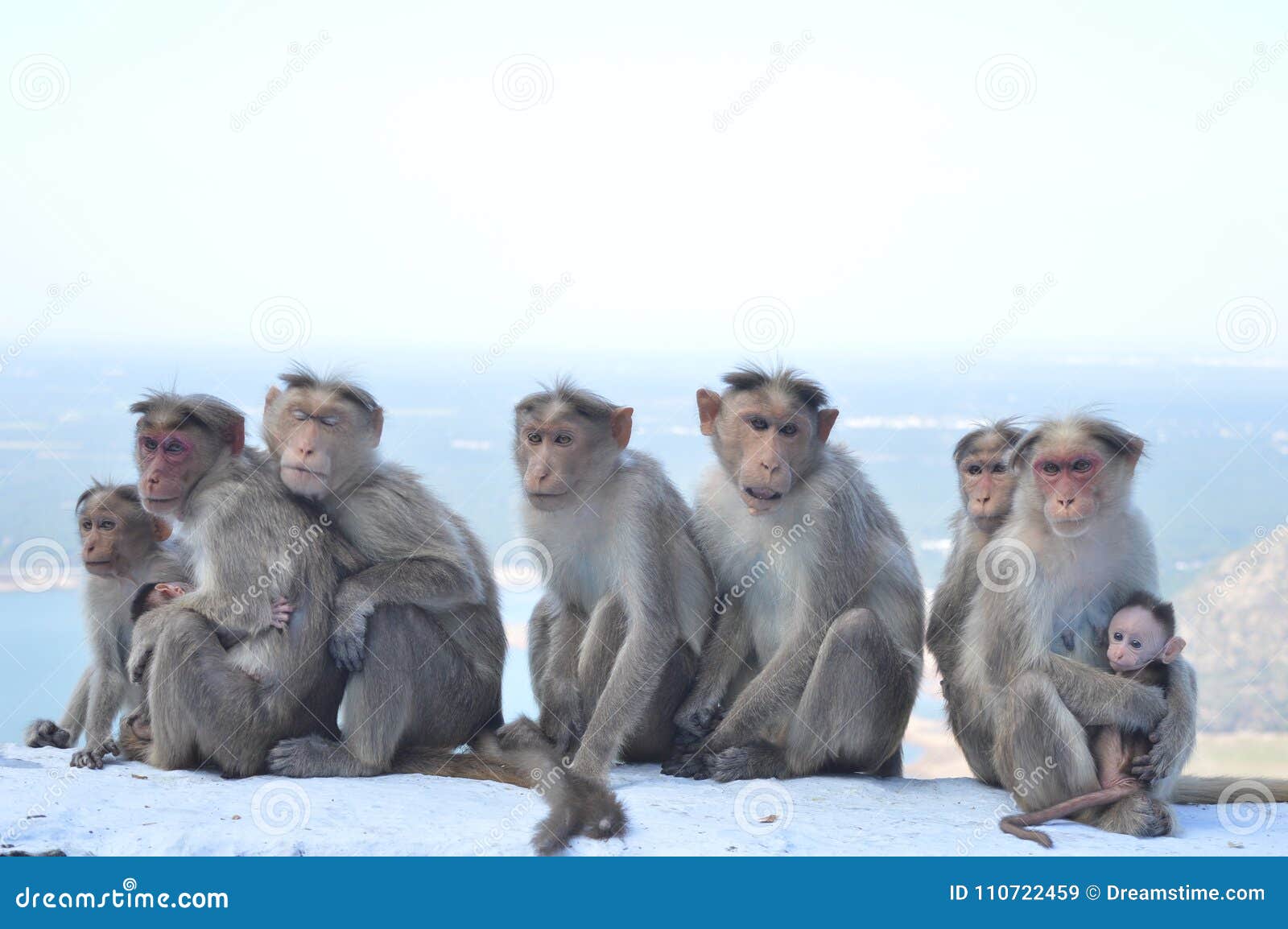 Cute Smiling Monkeys