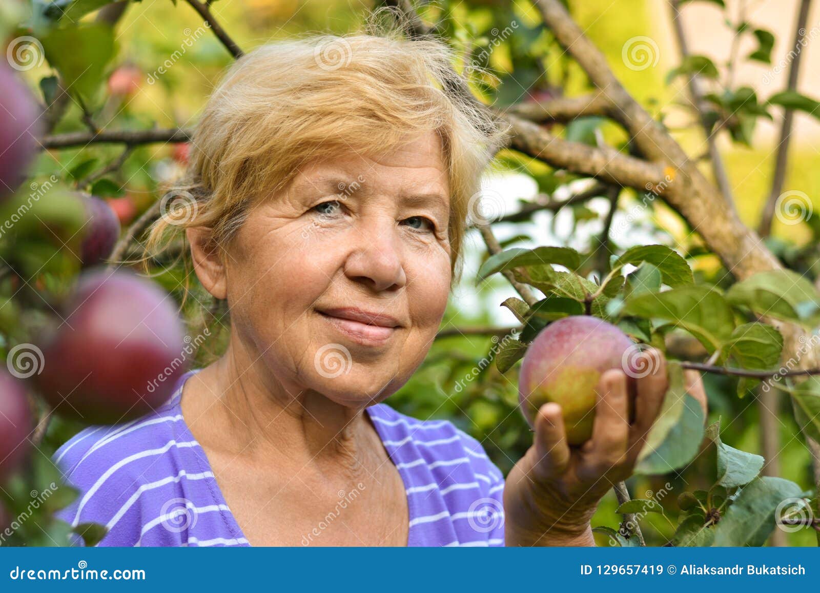 A Smiling Old Woman Harvesting Apples from a Tree Stock Image - Image ...