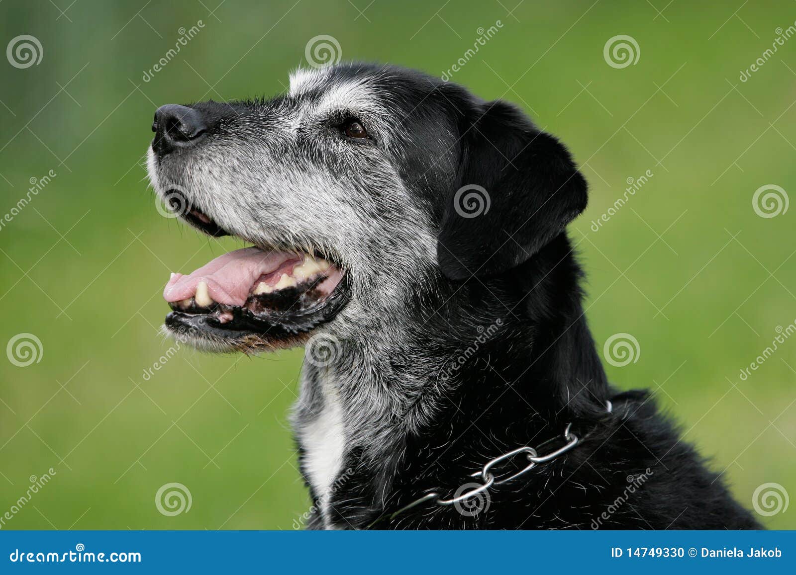 Smiling older dog stock photo. Image of grey, grass, happy - 14749330
