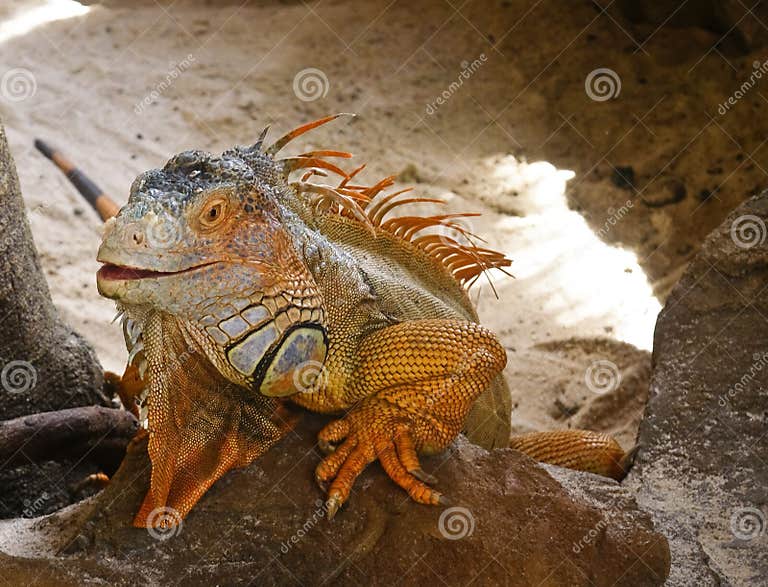 Smiling orange iguana stock photo. Image of reptile, orange - 17566322