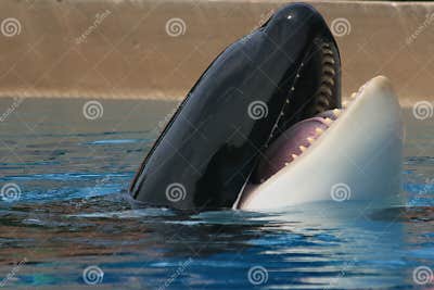 Smiling Orca stock image. Image of fish, wildlife, ocean - 8985117