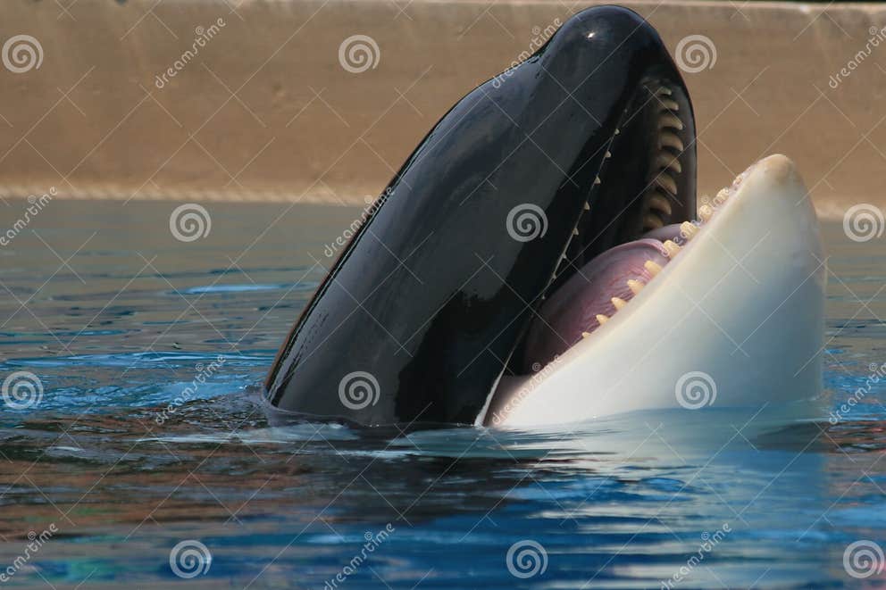 Smiling Orca stock image. Image of fish, wildlife, ocean - 8985117