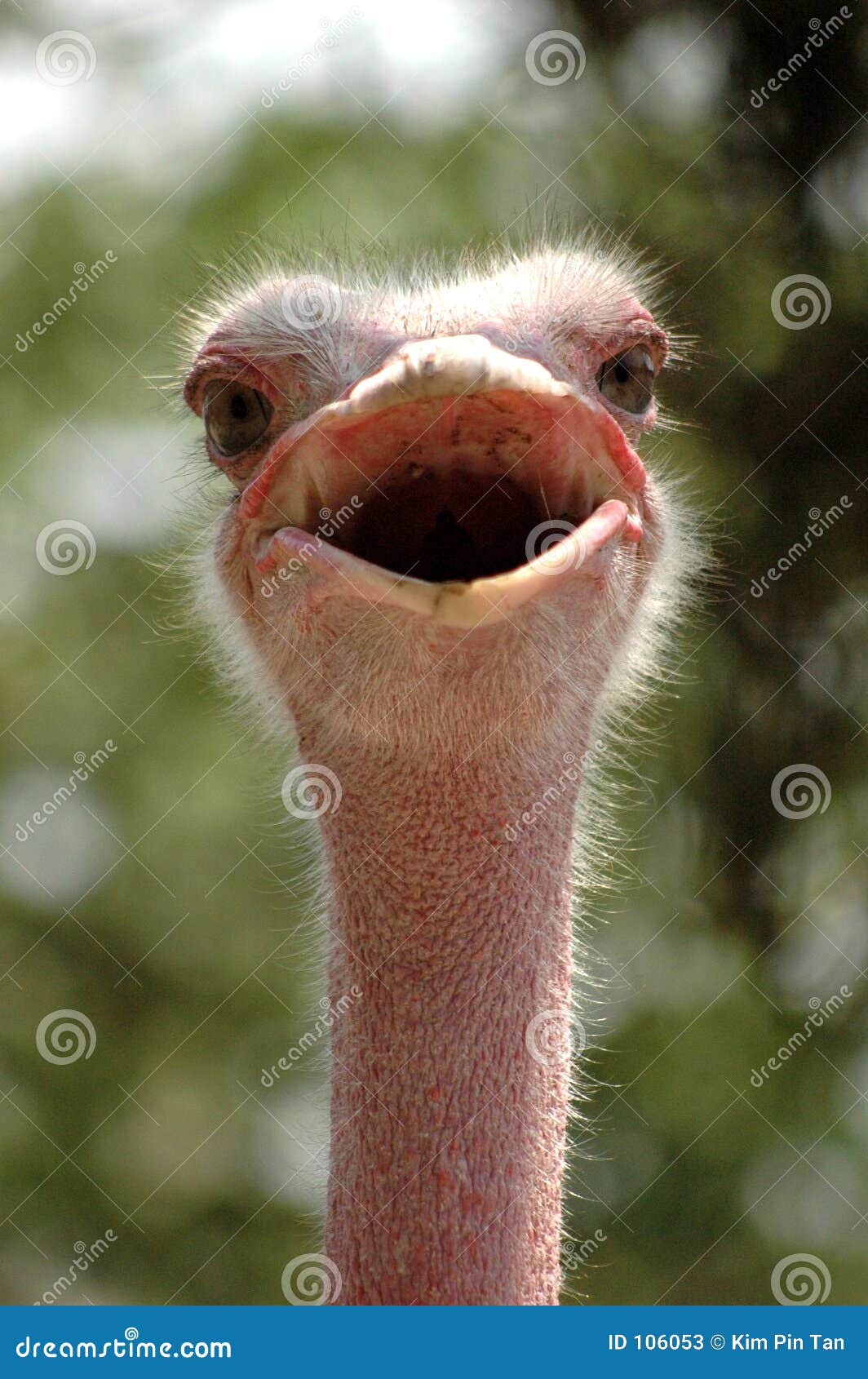 Smiling Ostrich stock image. Image of face, happy, head - 106053
