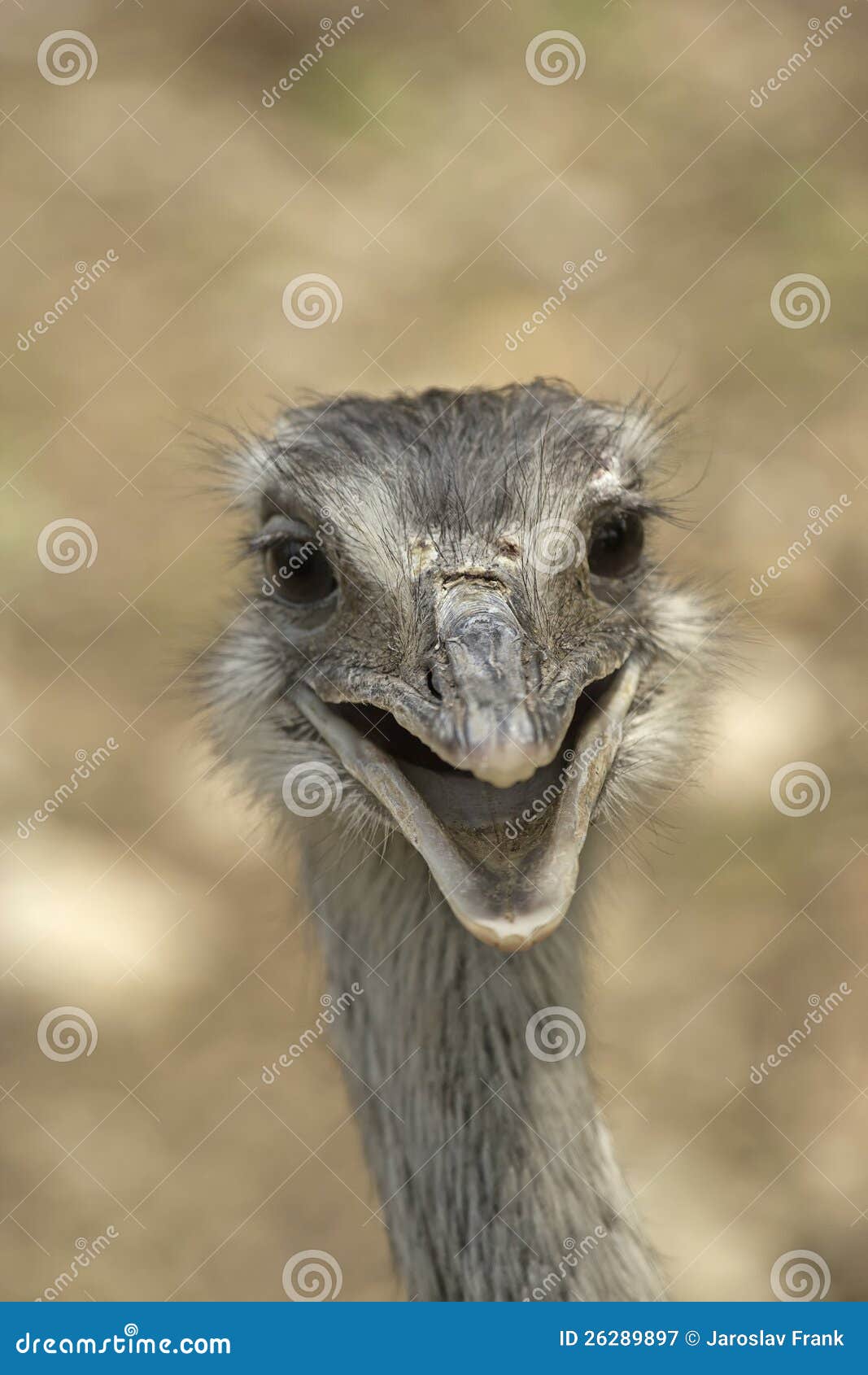 Smiling ostrich stock image. Image of farm, mouth, africa - 26289897