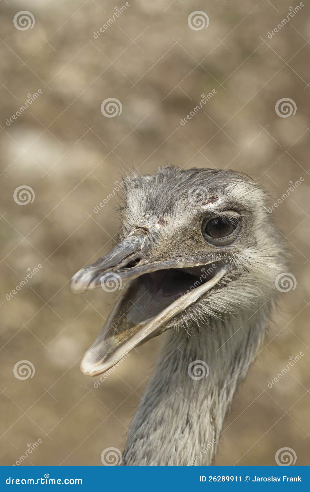 Smiling ostrich stock image. Image of curiosity, hair - 26289911