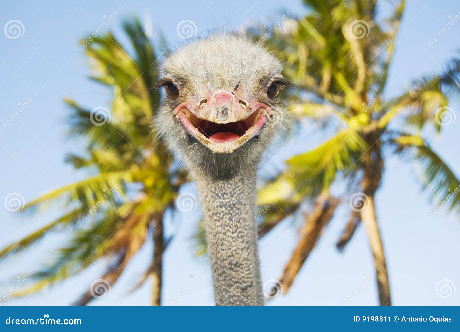 Smiling Ostrich stock image. Image of flightless, ostrich - 9198811