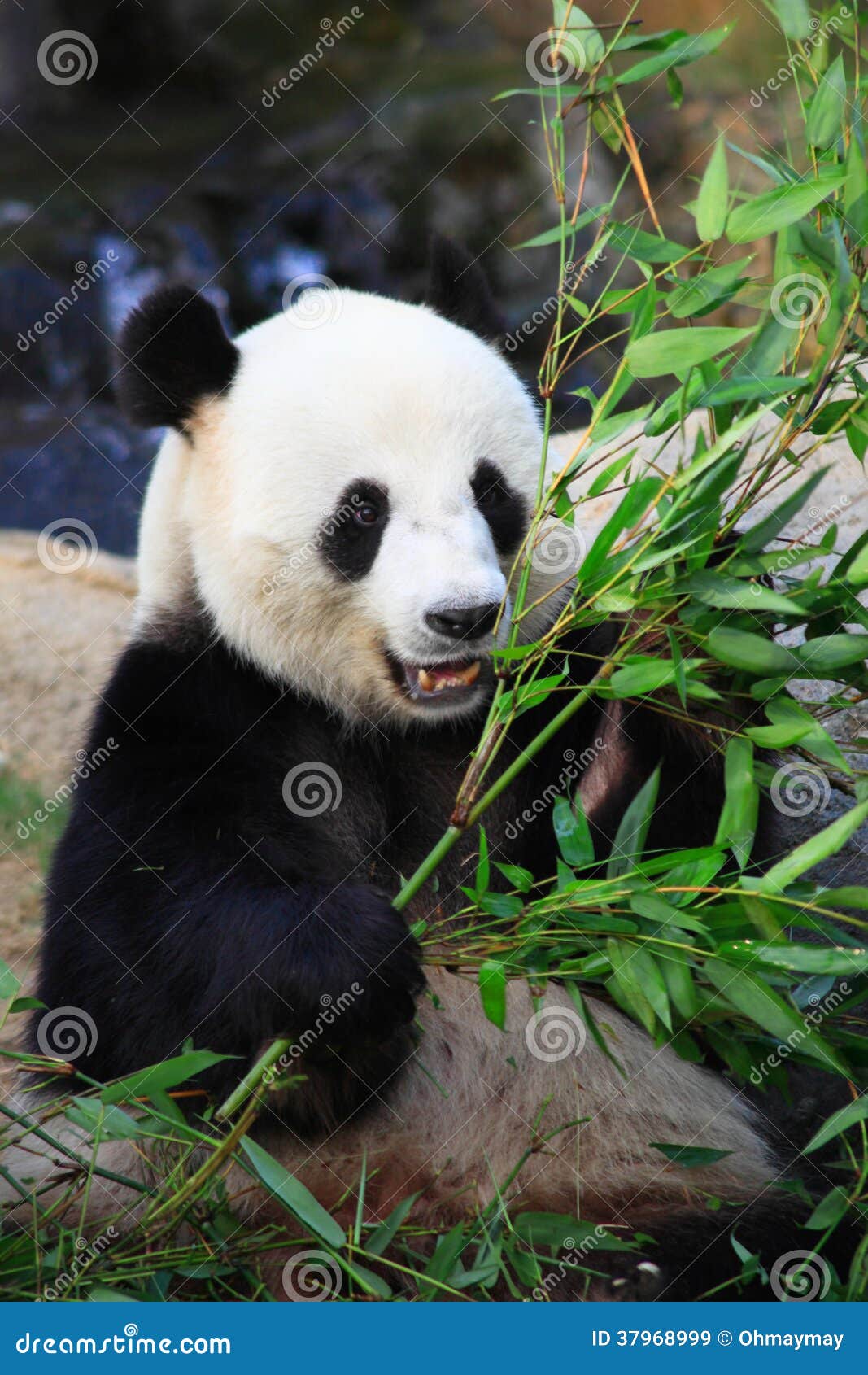 Smiling panda stock image. Image of odor, greedy, bamboo - 37968999