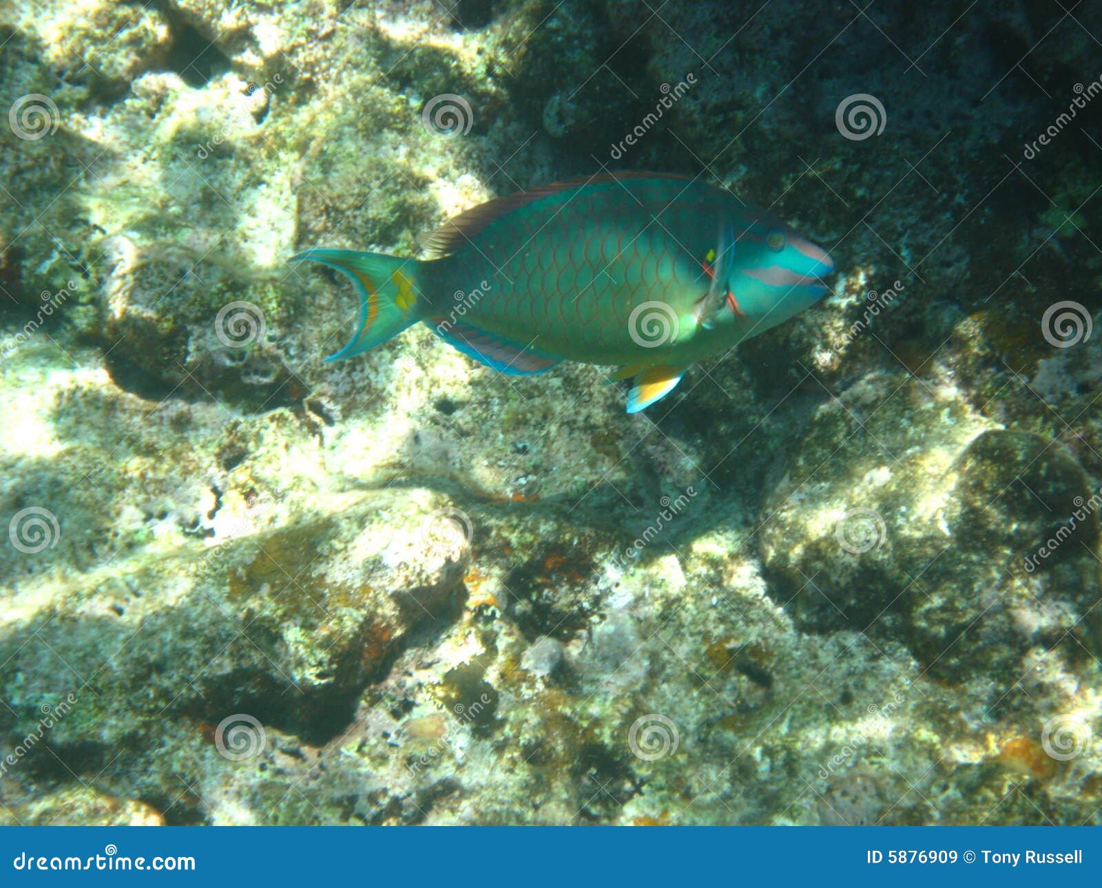 Smiling parrotfish stock image. Image of tropical, fish - 5876909
