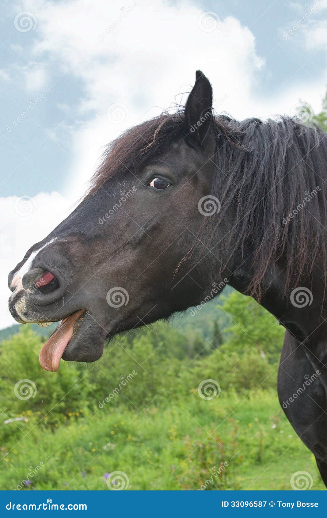 Percheron Draft Horse Making a Funny Face Stock Image - Image of equine ...
