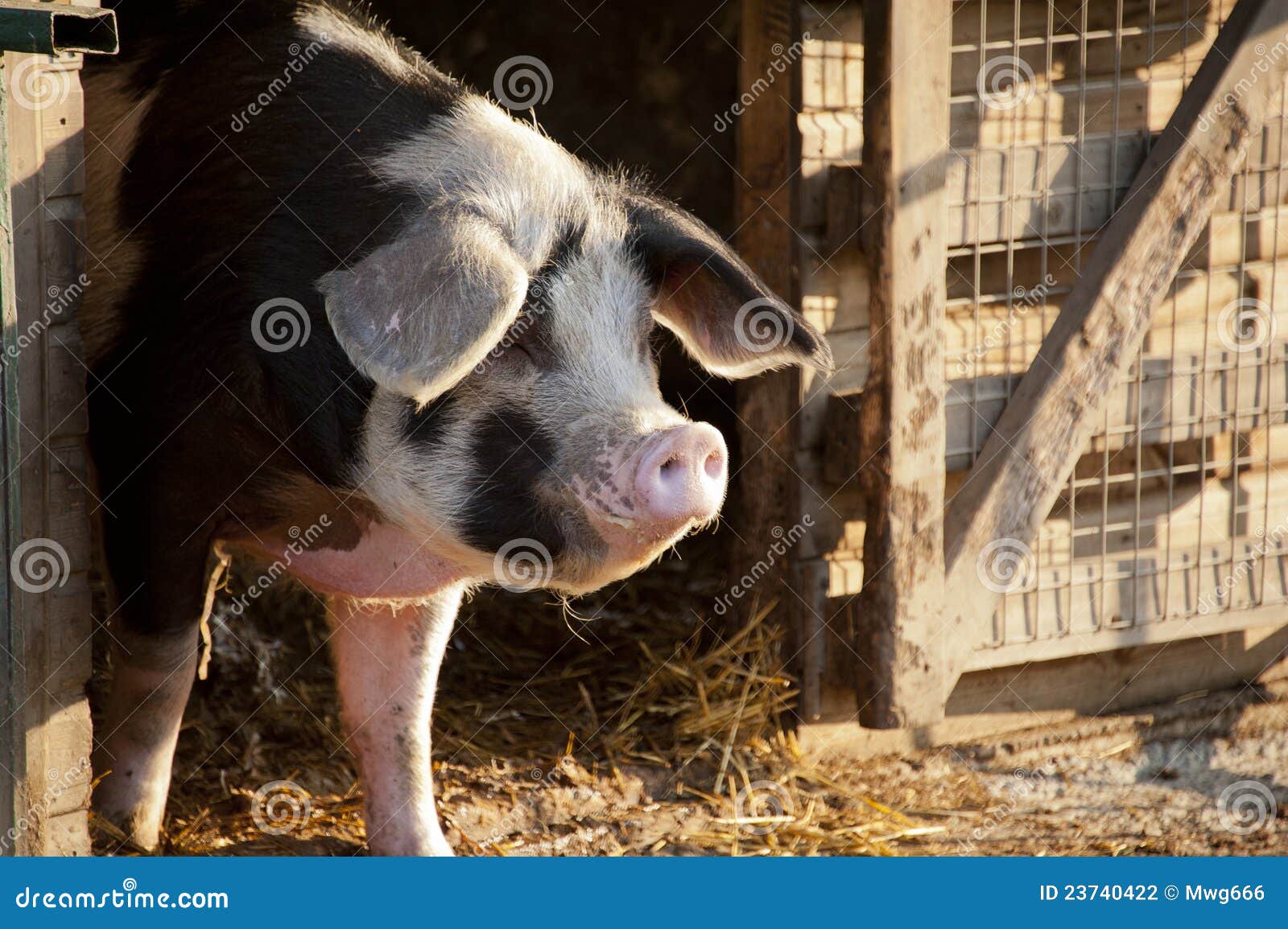 Smiling Pig stock photo. Image of food, farmyard, boar - 23740422