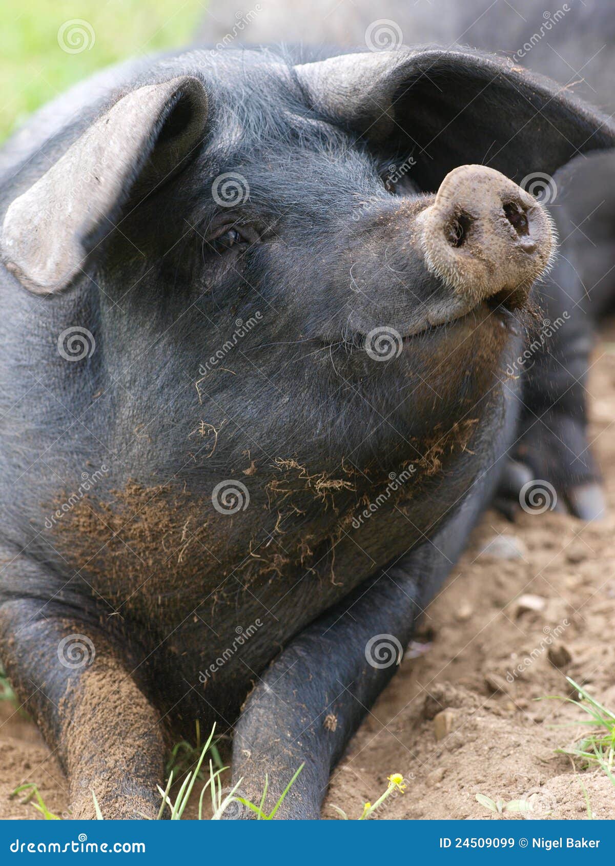 Smiling Pig stock image. Image of pigs, funny, cute, suffolk - 24509099