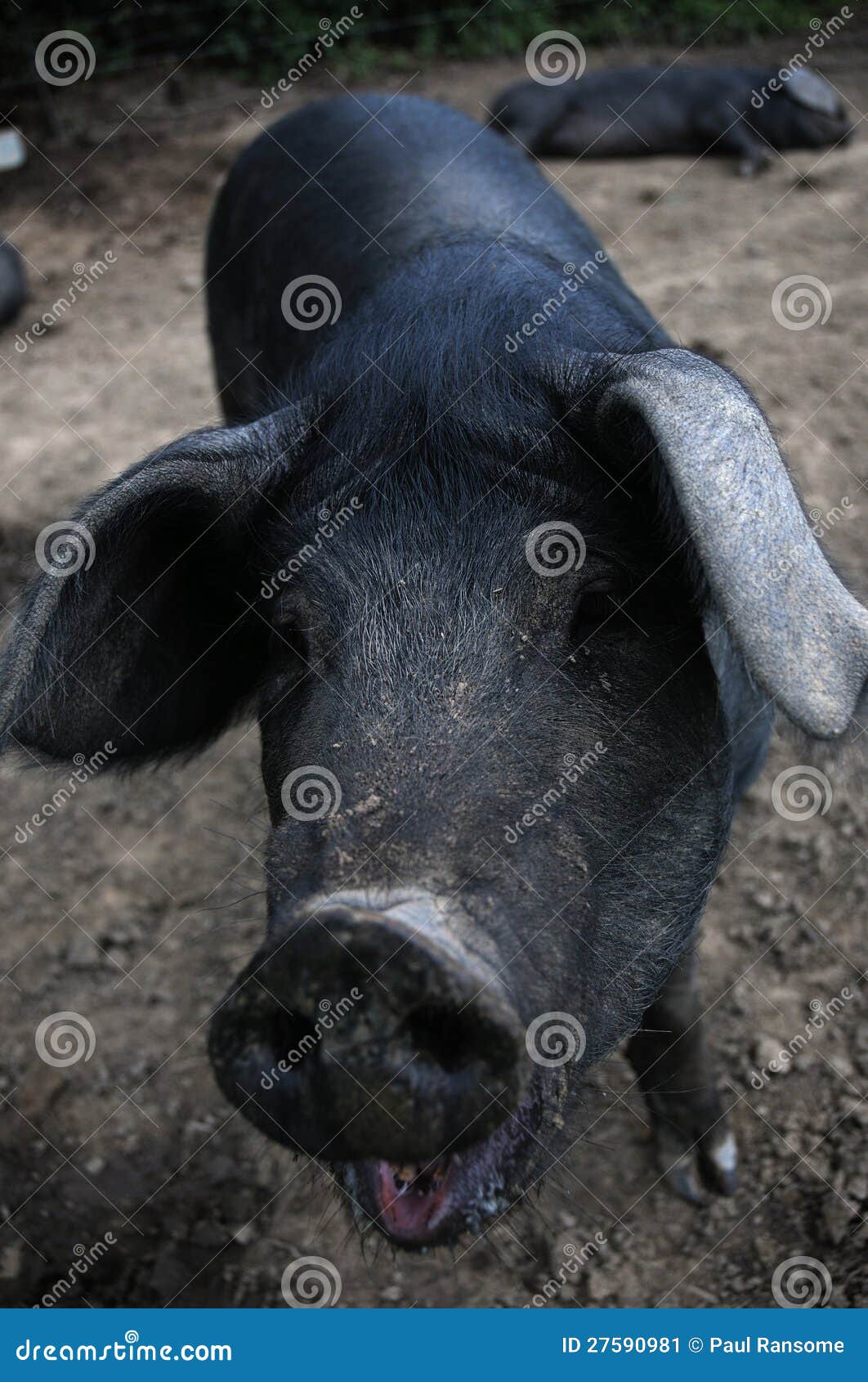 Smiling Pig stock image. Image of food, curiosity, ears - 27590981