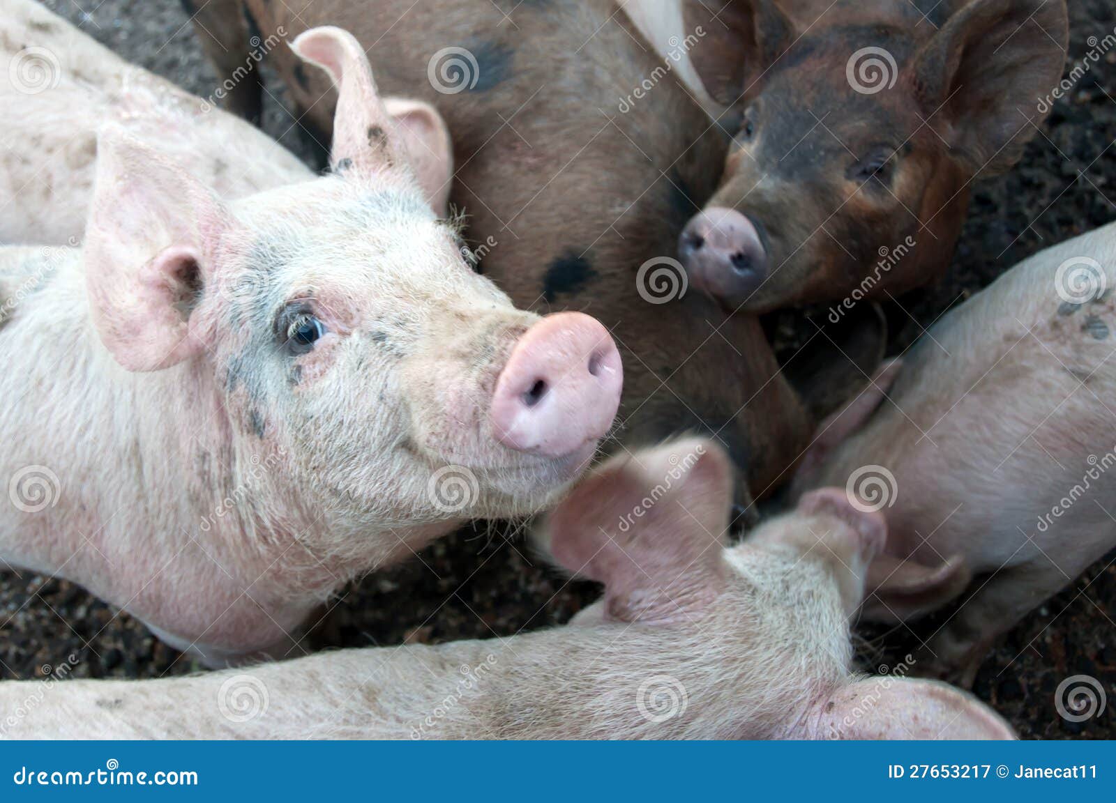 Smiling Pig stock image. Image of curious, swine, cute - 27653217