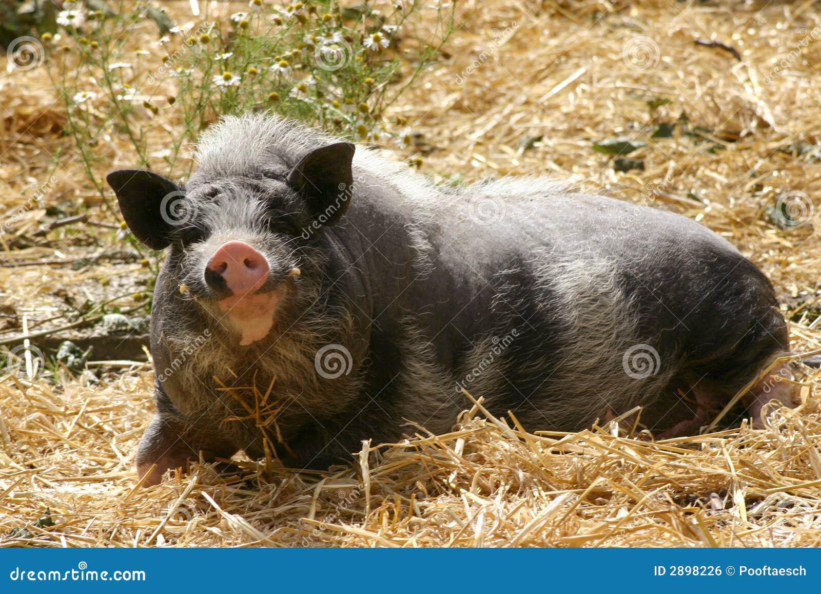 Smiling pig stock photo. Image of sunlight, mammal, smile - 2898226